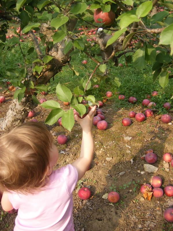 Picking apples