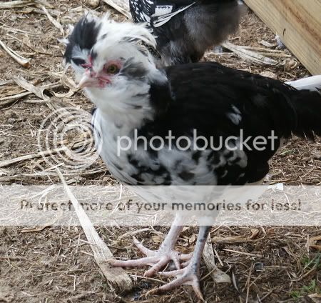 mottled houdan pullet or roo?? | BackYard Chickens - Learn How to Raise ...