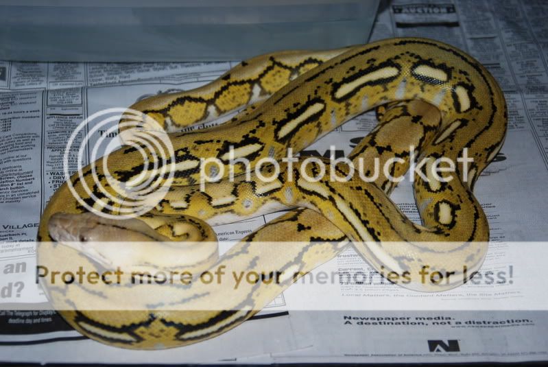 pure female Super Dwarf Retic | MonsterFishKeepers.com
