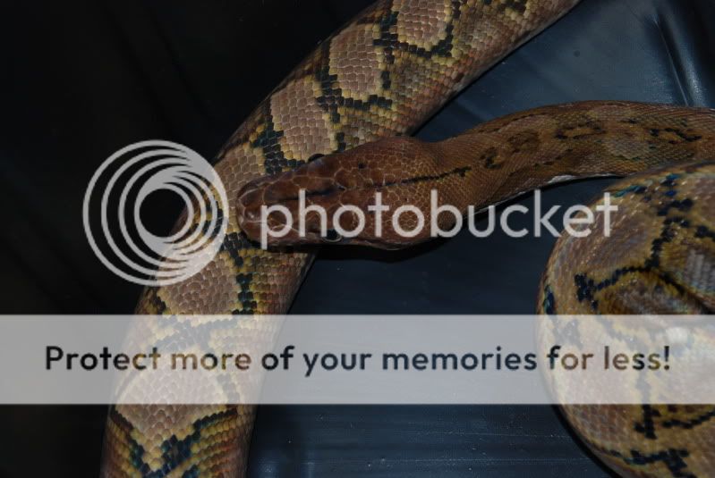 pure female Super Dwarf Retic | MonsterFishKeepers.com