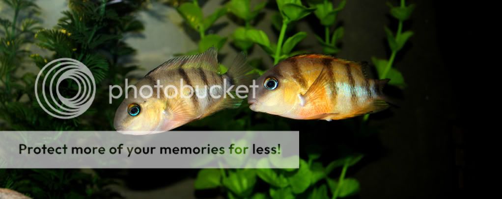 Cryptoheros Cutteri- New pair - looking for experiences | Cichlid Fish ...