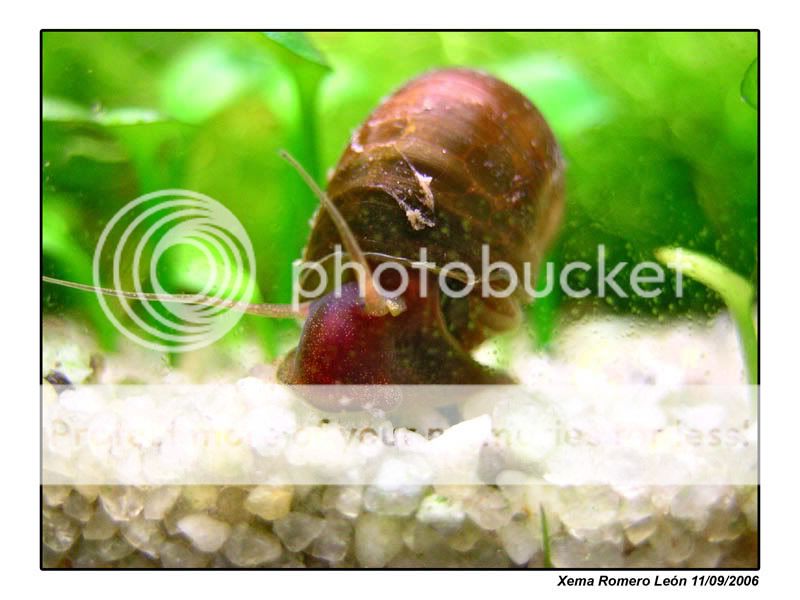 Recommend freshwater snails for planted tank
