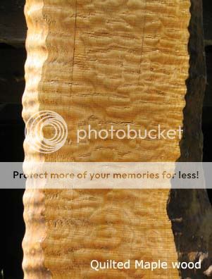 Curly Maple Tree Bark