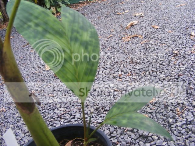 new additions - DISCUSSING PALM TREES WORLDWIDE - PalmTalk