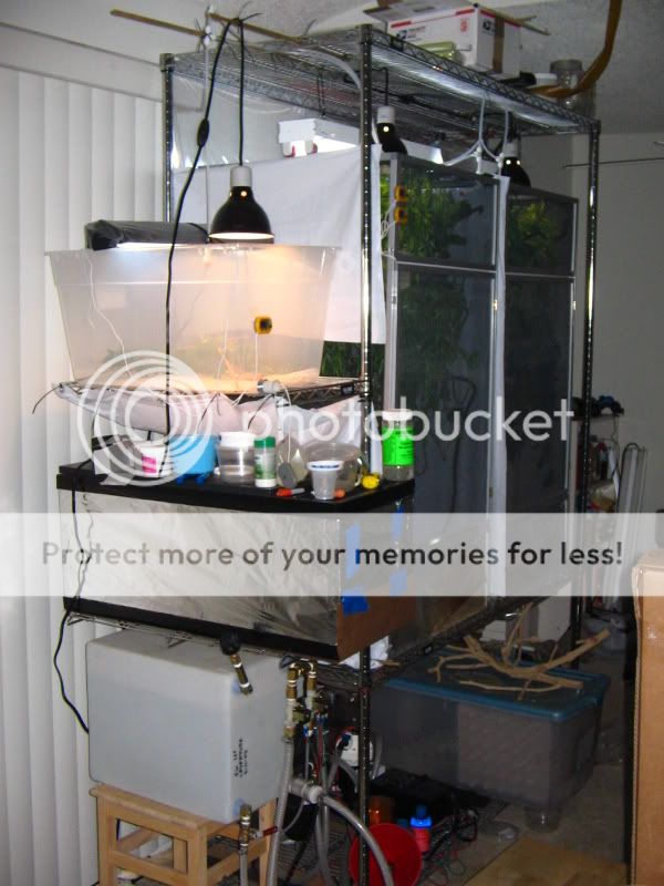 Enclosure Stand? | Chameleon Forums