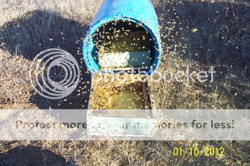 Open feeding dry pollen | Beesource Beekeeping Forums