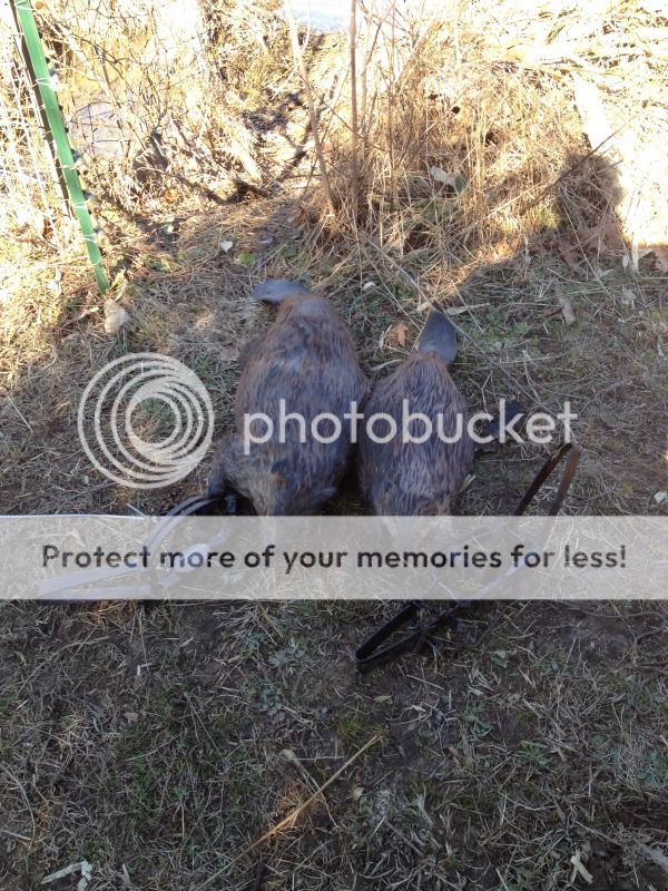 Sweet secrets- Beaver glands and raspberry dessert toppings > General ...