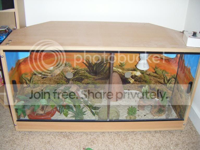 Pair of female Leopard Geckos with full set up | Reptile Forums