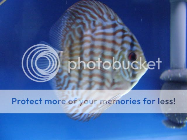 how do i distinguish between these strains - SimplyDiscus