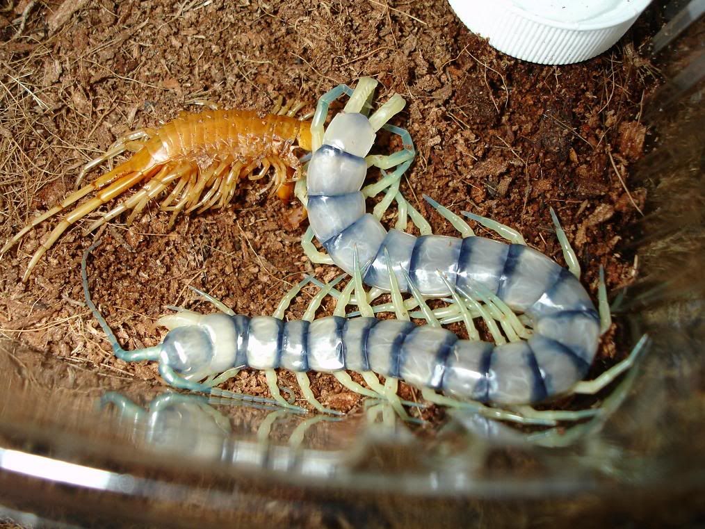 giant centipede "tanzania" molting (HUGE AMOUNT OF PICS ...