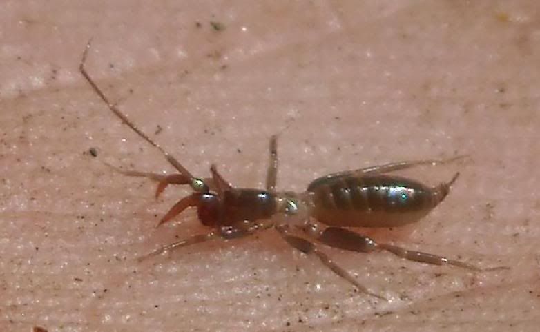 Strange beastie, ID needed! | Reptile Forums