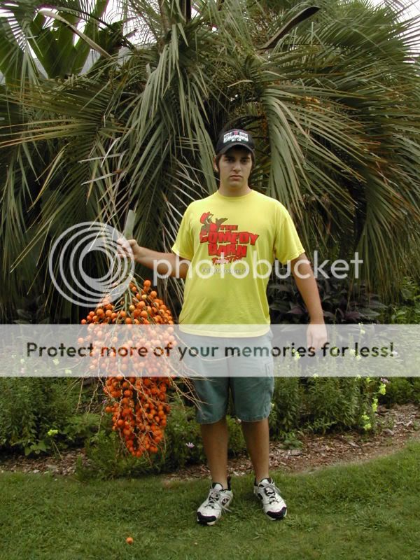 Butia: Normal vs Abnormal - DISCUSSING PALM TREES WORLDWIDE - PalmTalk