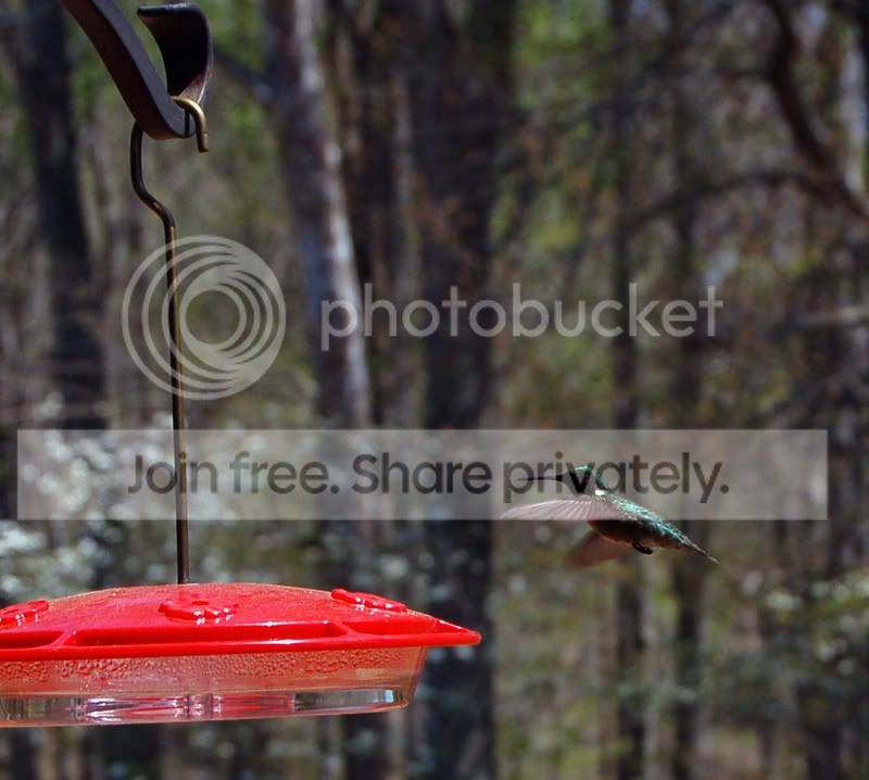 Hummingbirds > General Discussion > AR15.COM